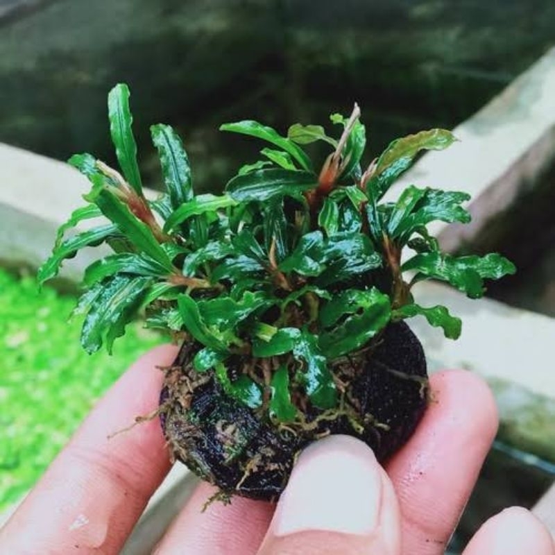 Jual bucephalandra media wabikusa tanaman aquascape | Shopee Indonesia