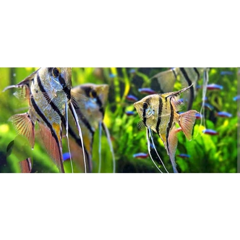 Jual Ikan hias manfish altum | Shopee Indonesia