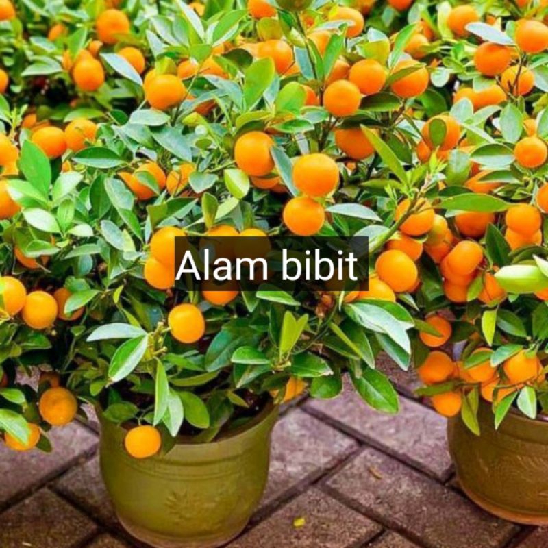 Jual BIBIT JERUK SANTANG MADU SUPER KONDISI BERBUAH LEBAT (COCOK DI TANAM POT) | Shopee Indonesia