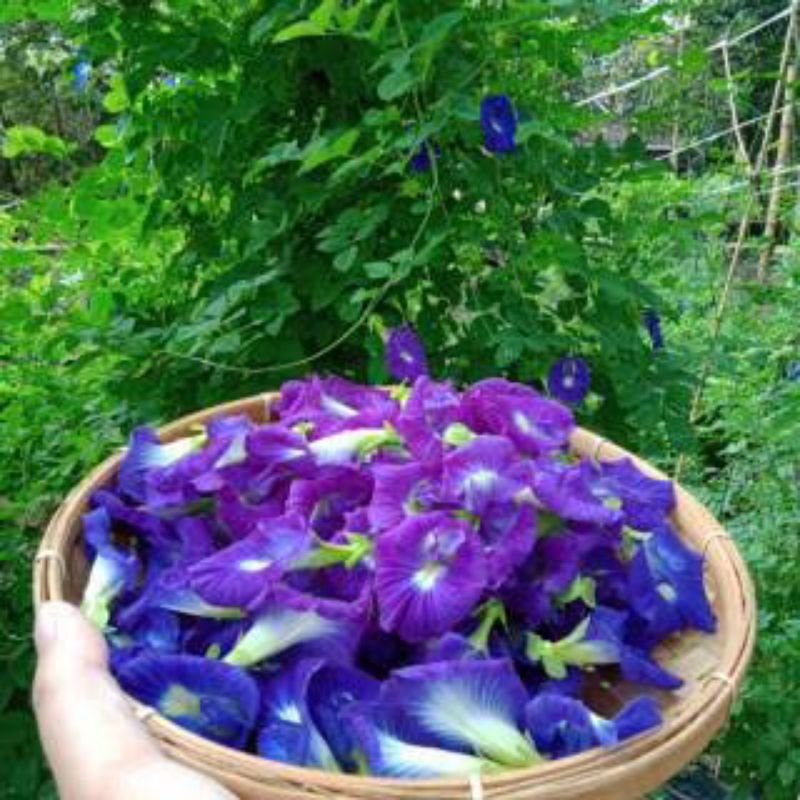 Jual BUNGA TELANG SEGAR / BUNGA TELANG 1 KG / HERBAL | Shopee Indonesia