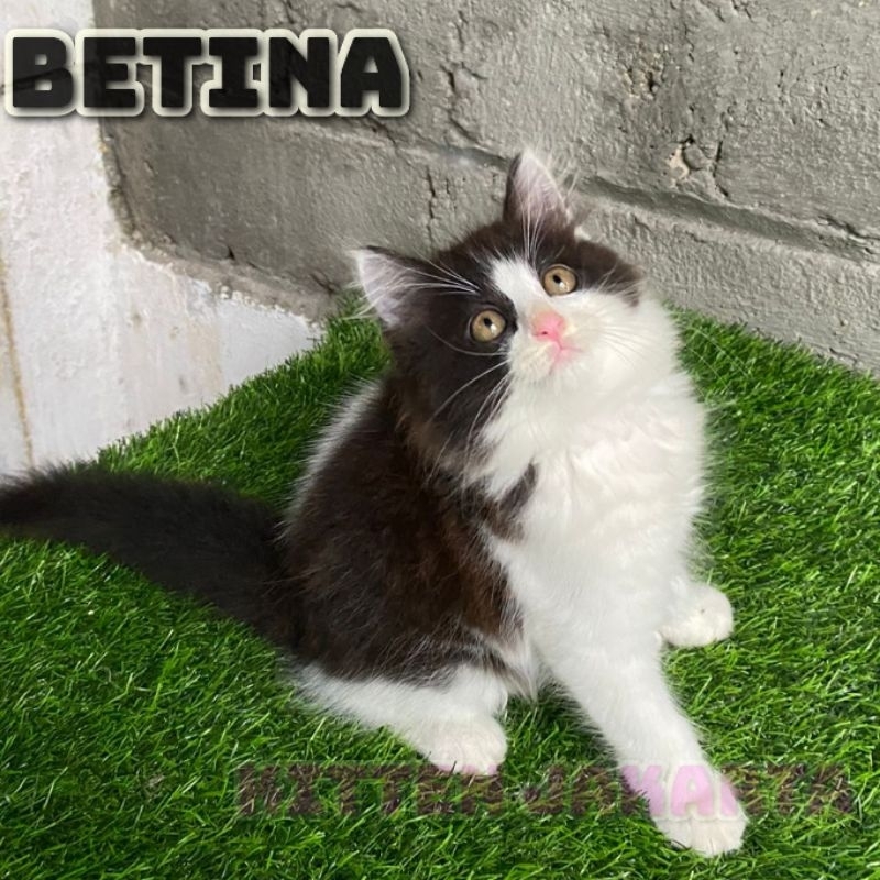 Jual Kucing/ Kitten Persia Ragdoll | Shopee Indonesia