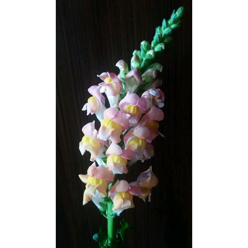 Jual benih bunga snap dragon satu satu paket isi 100 biji(mix) | Shopee ...