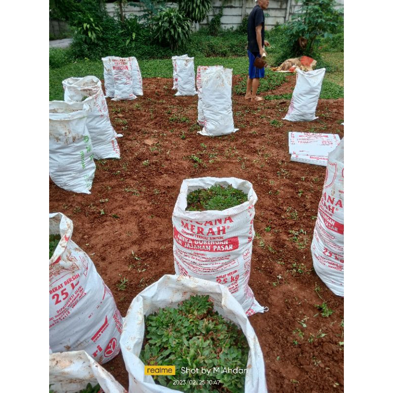 Jual Jual Rumput Gajah Mini Karungan Isi 4 Sampai 5 Meter Tanam Persegi