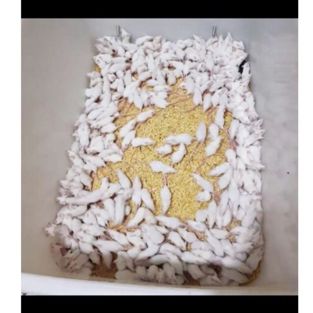 Jual Mencit / Tikus khusus test praktek laboratorium..Harga per ekor ...