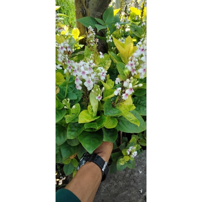 Jual Melati jepang kuning(Pseuderanthemum reticulatum) | Shopee Indonesia