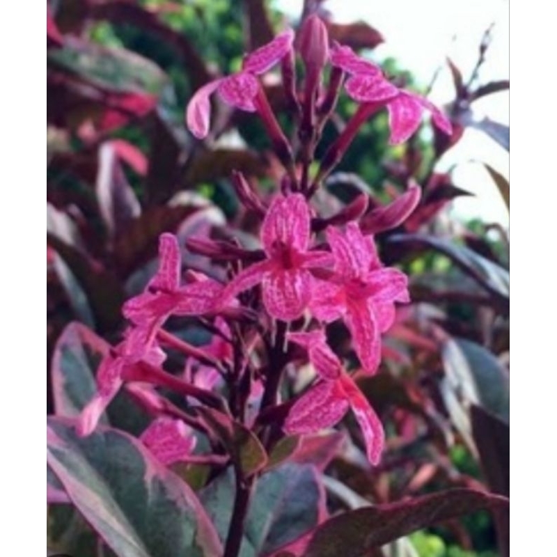 Jual Melati jepang ungu / merah tua(Pseuderanthemum reticulatum ...