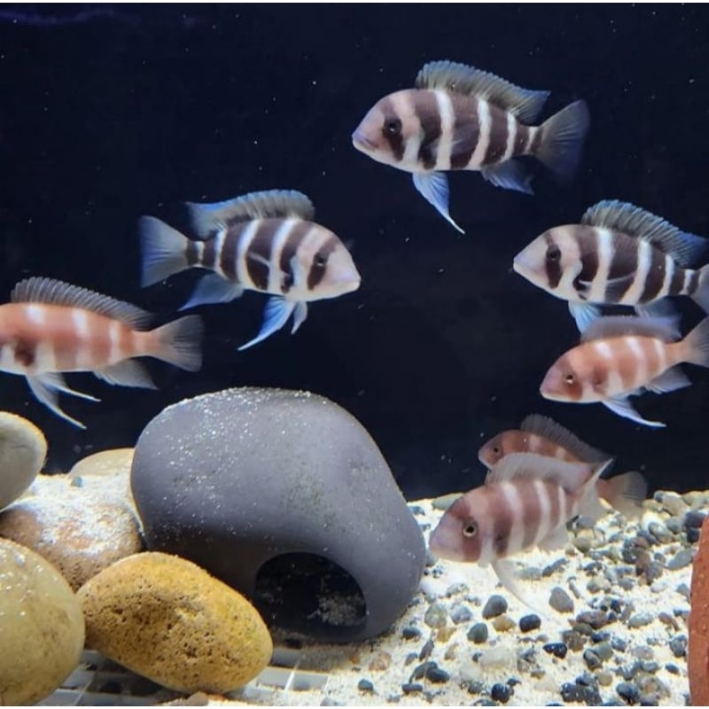 Jual red frontosa | Shopee Indonesia