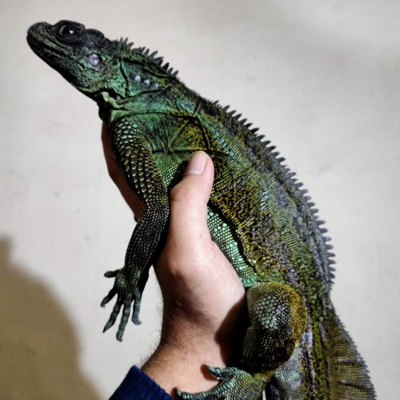 Jual hydrosaurus weberi soa layar weberi jumbo no bearded dragon iguana ...