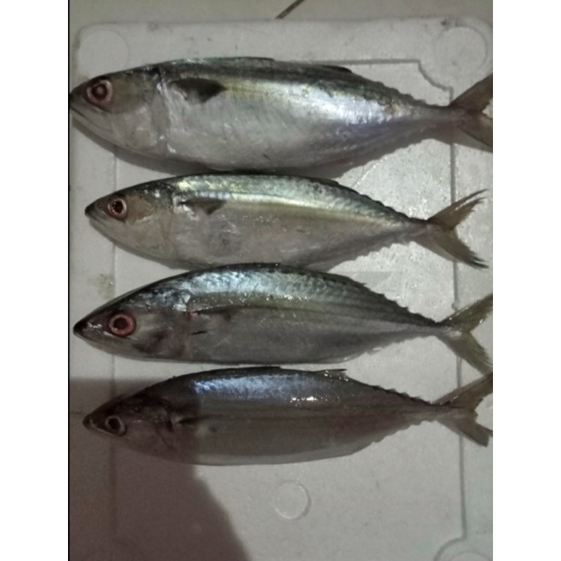 Jual Ikan Kembung Banjar Segar 1KG | Shopee Indonesia