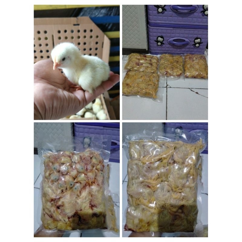 Jual Harga Doc Ayam Kampung Terlengkap & Harga Terbaru Juni 2026 ...
