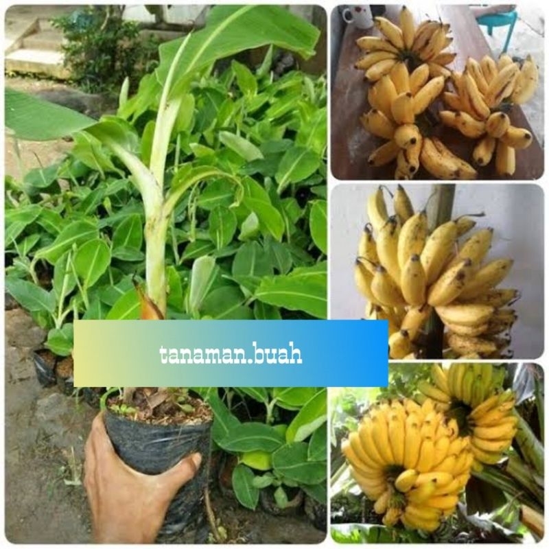 Jual bibit pisang raja super unggulan | Shopee Indonesia