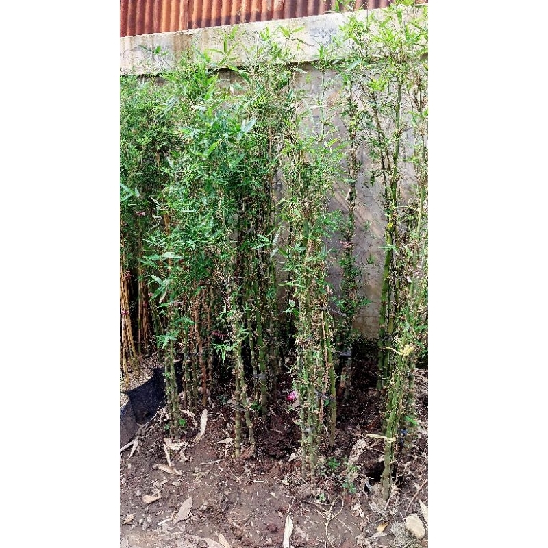 Jual Pohon Bambu Hias Pring Nagin / Gendang / Bambu Unik Aneh | Shopee ...