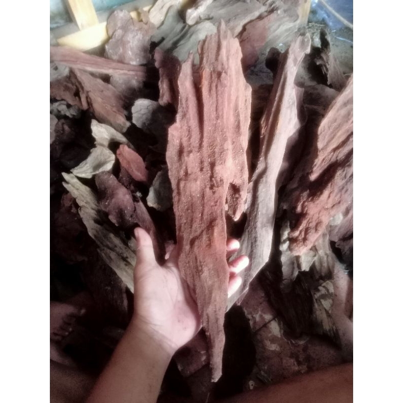 Jual Kayu Rentek | Shopee Indonesia