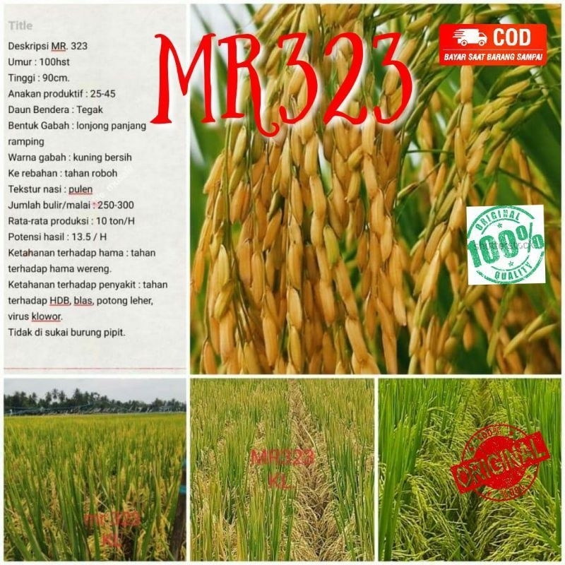 Jual bibit padi MR 323 berkualitas kemasan 5kg | Shopee Indonesia