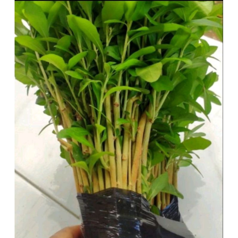Jual Paket 100 batang Lee Kwan yu | Shopee Indonesia