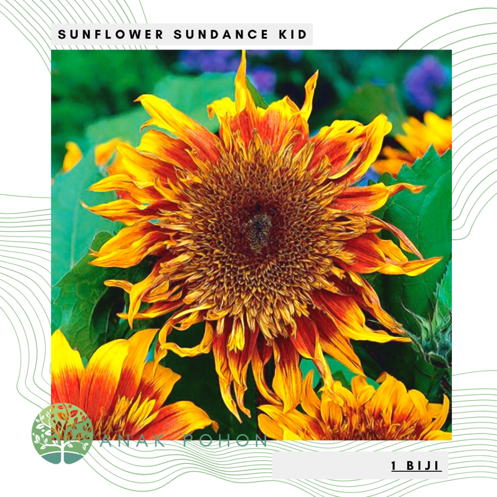 Jual Benih Bibit Biji - Sunflower Sundance Kid (Dwarf) Bunga Matahari ...