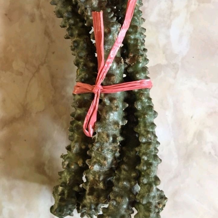 Jual Stek batang batrawali atau patrawali 10 batang | Shopee Indonesia