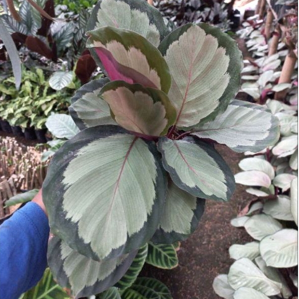 Jual Tanaman hias calathea corona rimbun banyak rumpun | Shopee Indonesia