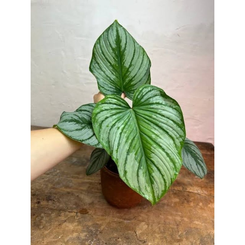Jual Philodendron Mamei Silver Cloud / Philo Mamey | Shopee Indonesia