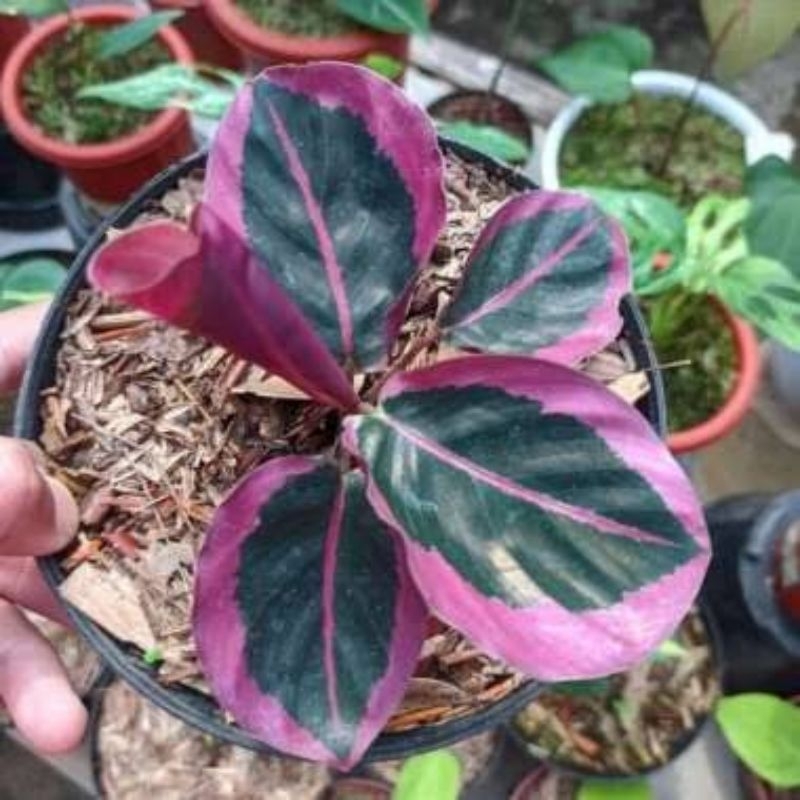 Jual Calathea Cynthia Pink / Calathea Sintia Pink / Kalatea Sintia Pink ...