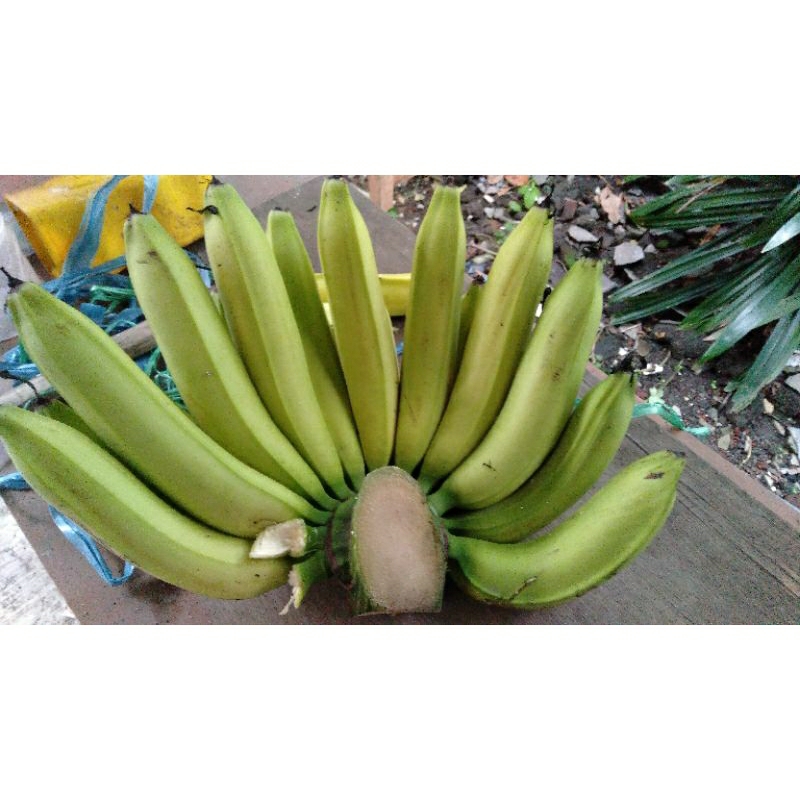 Jual Buah Pisang Ambon putih Cavendis minim order 2 sisir@ | Shopee ...