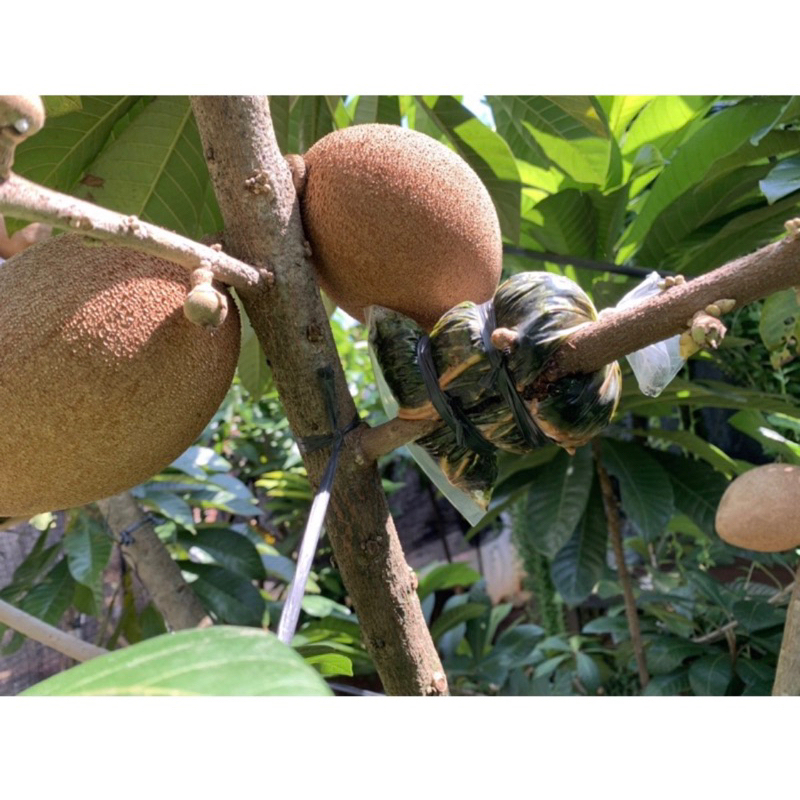 Jual mamey sapote fresh cangkok magana atau keywes EMINA GARDEN ...