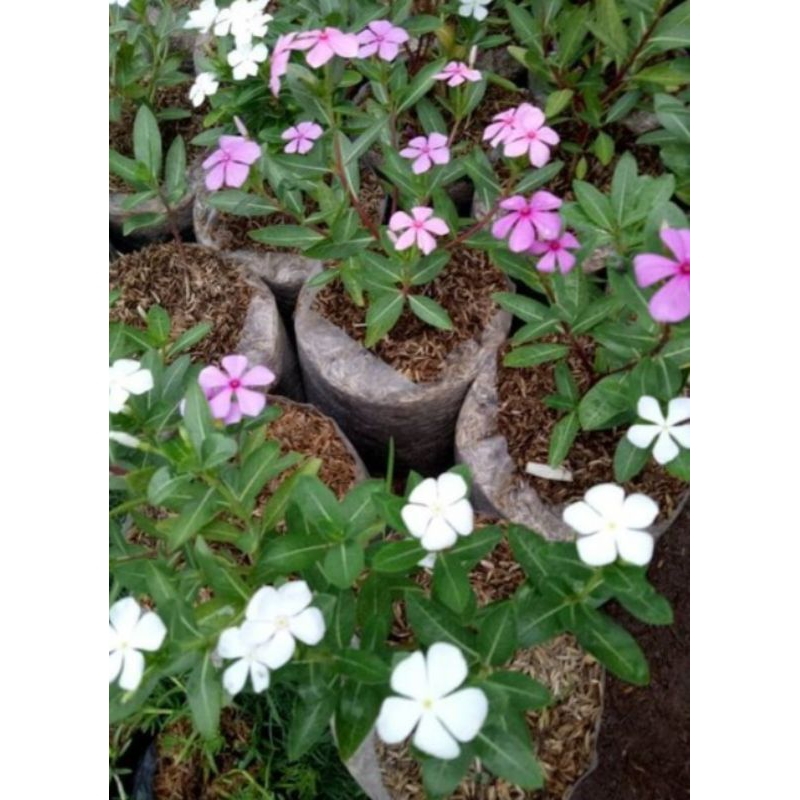 Jual bibit bunga tapak dara tinggi 30-40 cm | Shopee Indonesia