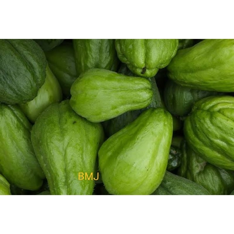 Jual Labu Siam kecil / Labu Japan baby / Labu Jepang / Labu Japan ...