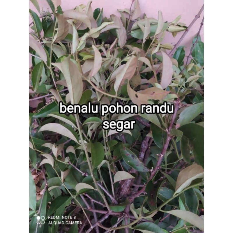 Jual benalu pohon randu/benalu kapas segar 250 gram | Shopee Indonesia