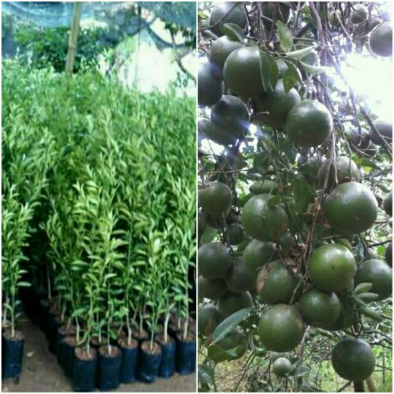 Jual Bibit Jeruk BW/Cokun Manis. Asli tanaman okulasi cepat berbuah ...