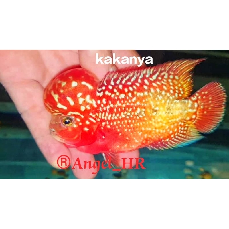 Jual HR-Burayak kamfa f1 & kamfa classic 3-5cm gen thailand | Shopee Indonesia