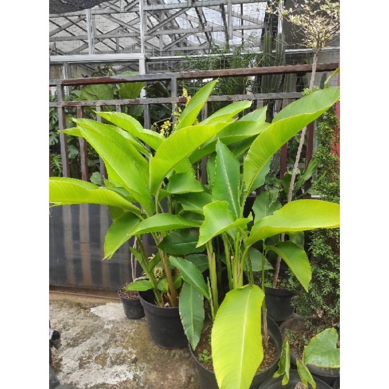 Jual Pisang Karibai / Pohon Pisang Karibai | Shopee Indonesia