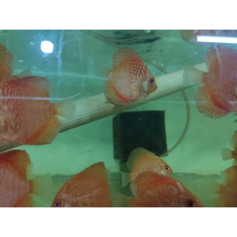 Jual Ikan Discus Pigeon CKB Size 4 cm | Shopee Indonesia