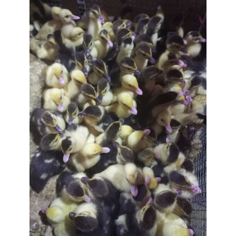 Jual (GROSIR) entok - bibit entok - anak entok - entog - anakan entog ...