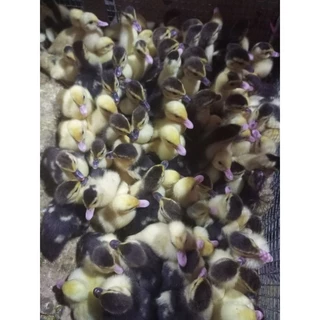 Jual Anak Entok Terlengkap & Harga Terbaru Maret 2026 | Shopee Indonesia