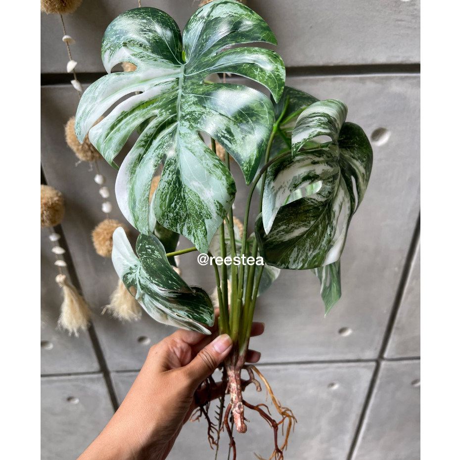 Jual Tanaman Monstera Akar Variegata Daun 8 / Artificial plant / Pohon ...