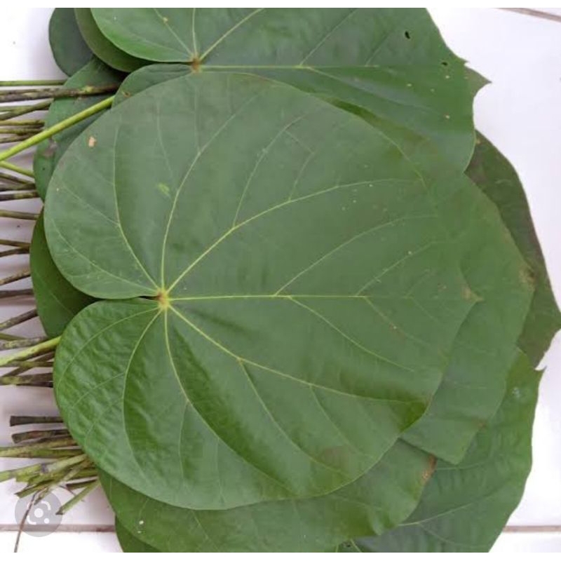 Jual Daun waru organik untuk bungkus jajanan tradisional peyem ketan ...