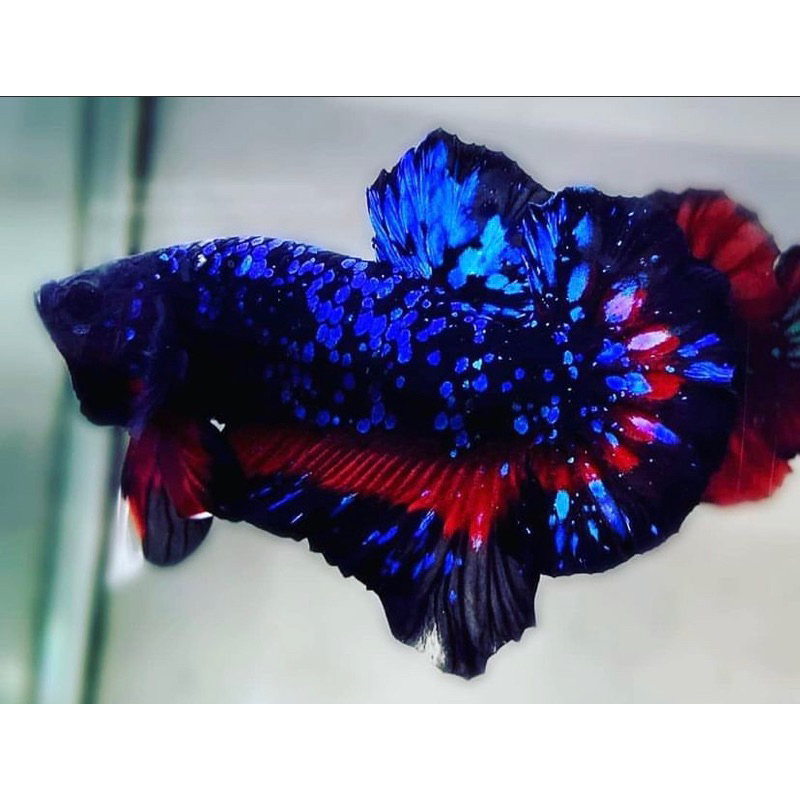 Jual cupang avatar gordon, warna pekat variasi biru,merah,hitam, sangat ...
