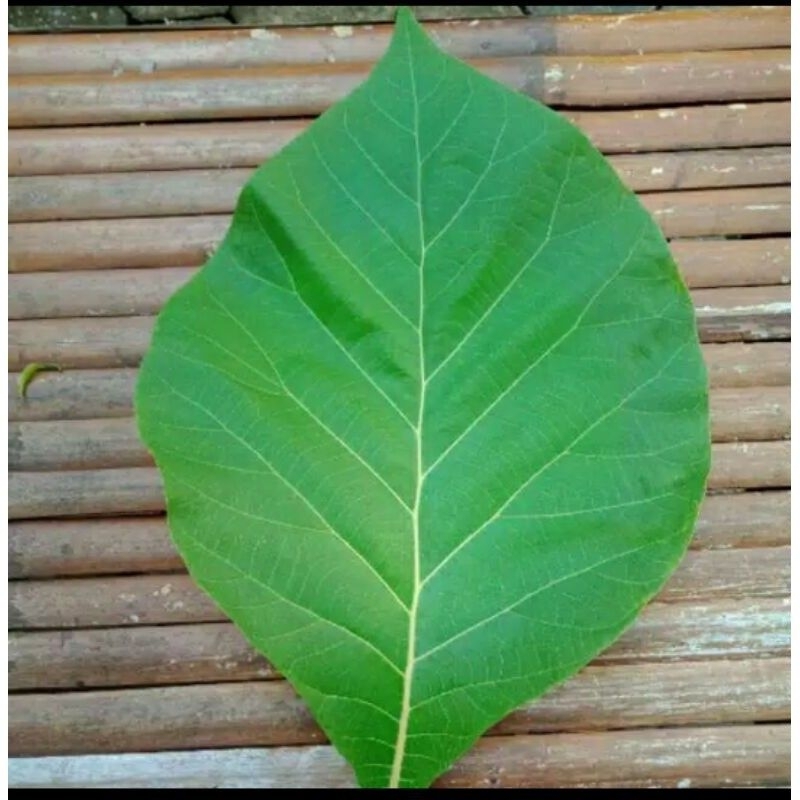 Jual Daun Jati Per 15 lembar murah | Shopee Indonesia