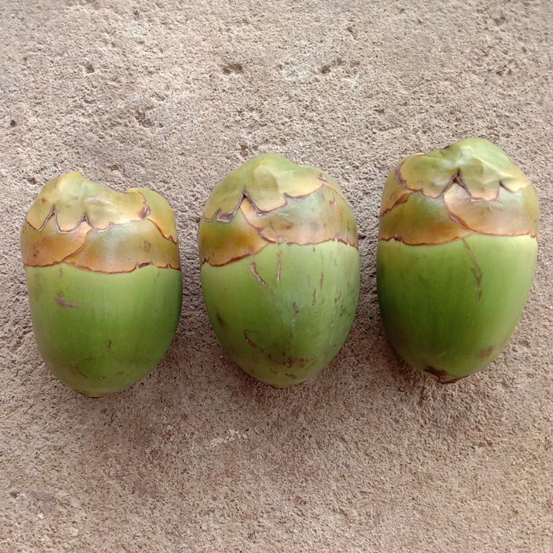 Jual beluluk kelapa muda fresh harga per 1 buah | Shopee Indonesia