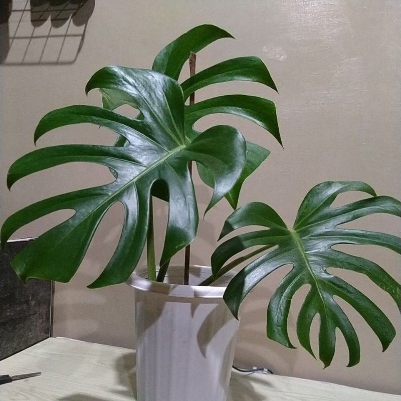 Jual MONSTERA KING DELICIOSA | Shopee Indonesia