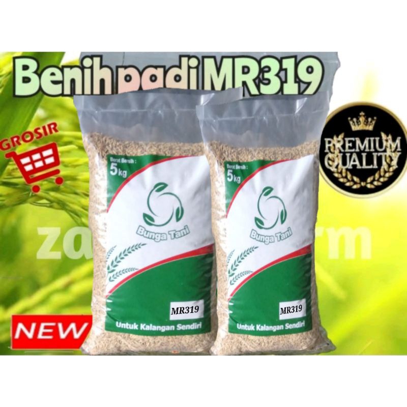 Jual BENIH PADI MR319 5KG premium | Shopee Indonesia