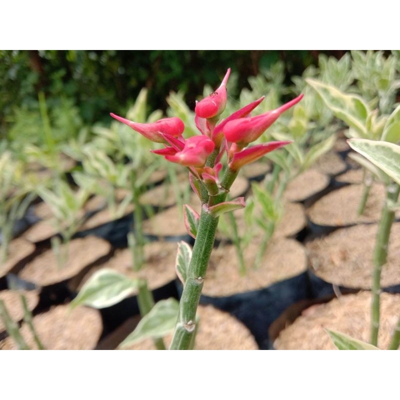 Jual tanaman cucak rowo varigata bunga merah sangat bagus untuk tanaman ...