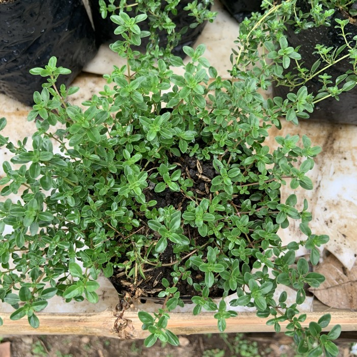 Jual Tanaman Herbal dan Rempah Timi atau Thyme (Thymus vulgaris ...
