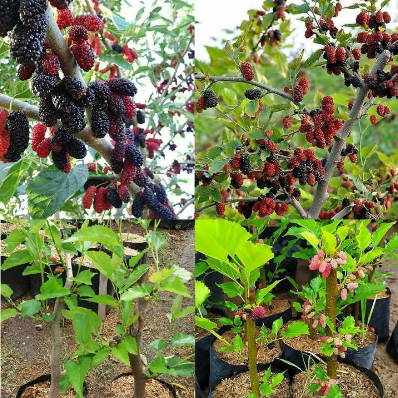 Jual Bibit Tanaman Buah Murbei Jumbo (Morus alba)- bibit buah ...