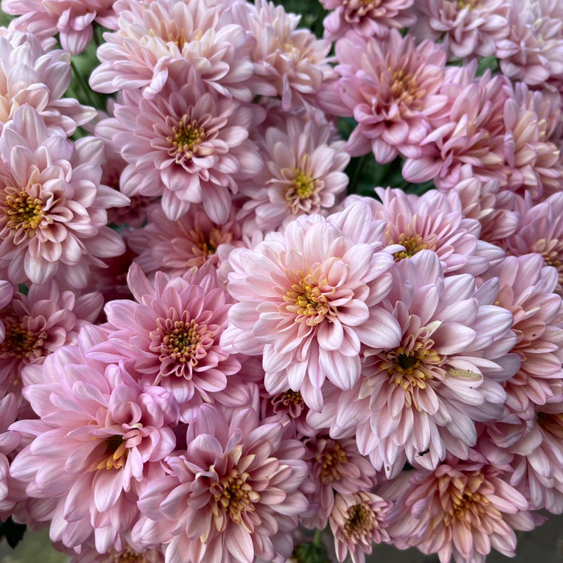 Jual bunga potong aster pink salem segar isi 10 pcs | Shopee Indonesia