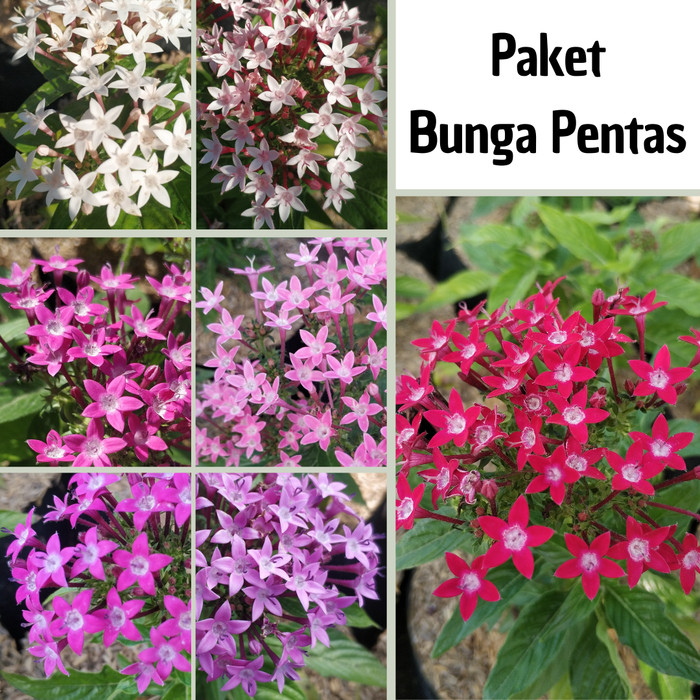 Jual Tanaman Hias Bunga Pentas (Pentas lanceolata)-Berbunga- tanman ...