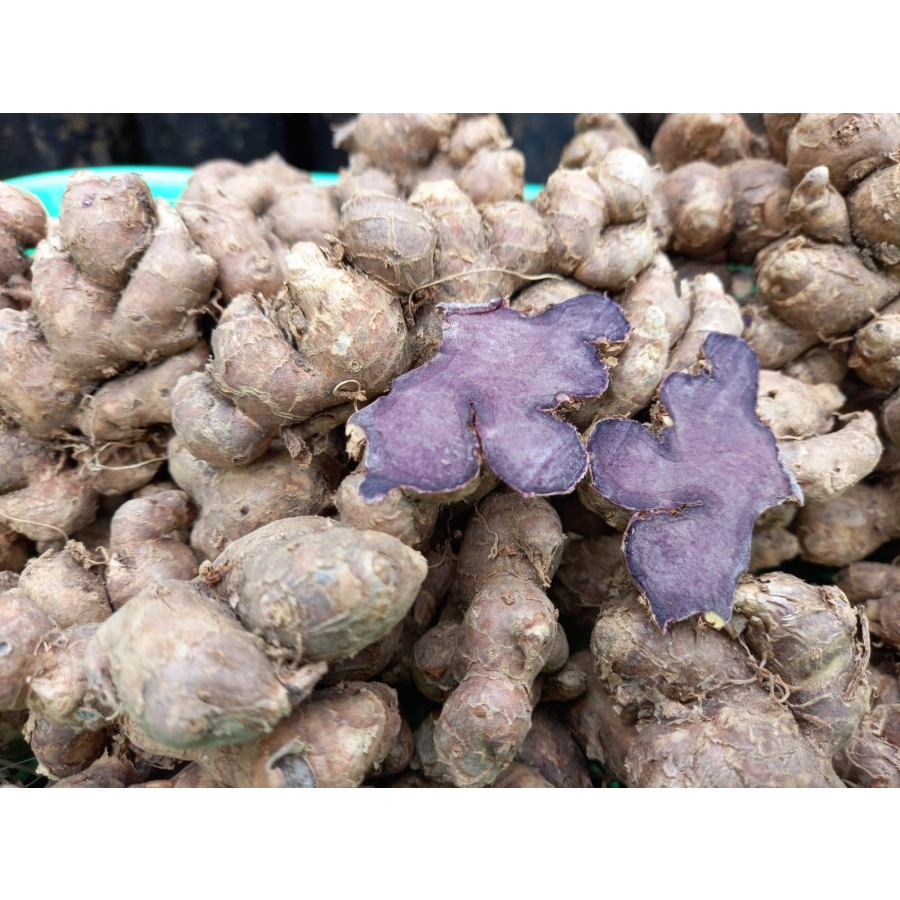 Jual Kunyit Hitam Asli 1KG | Shopee Indonesia