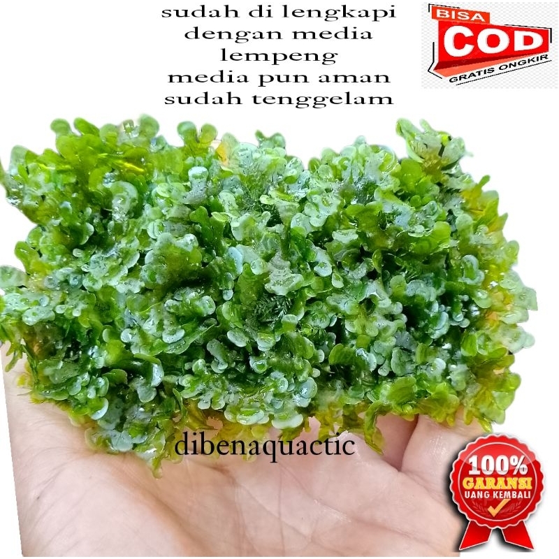 Jual Moss pelia tanaman aquascape sudah di lengkapi dengan media ...