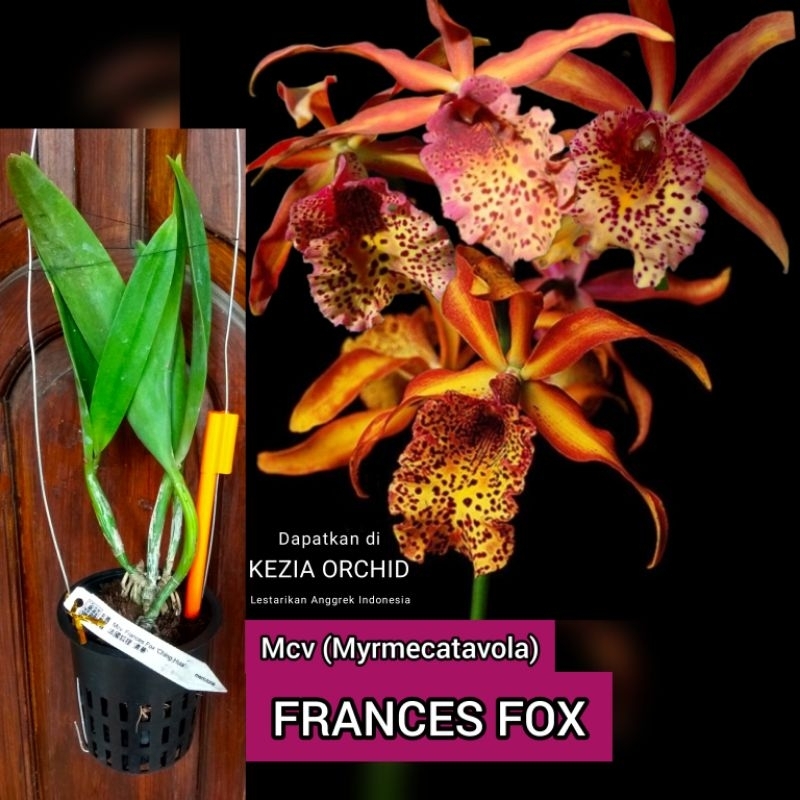 Jual Anggrek Cattleya Dewasa: Rlc/Cattleya Chia Lin; Rth/Cattleya ...